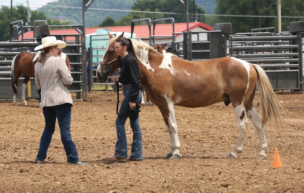 4-H and FFA horse show | The Tribune