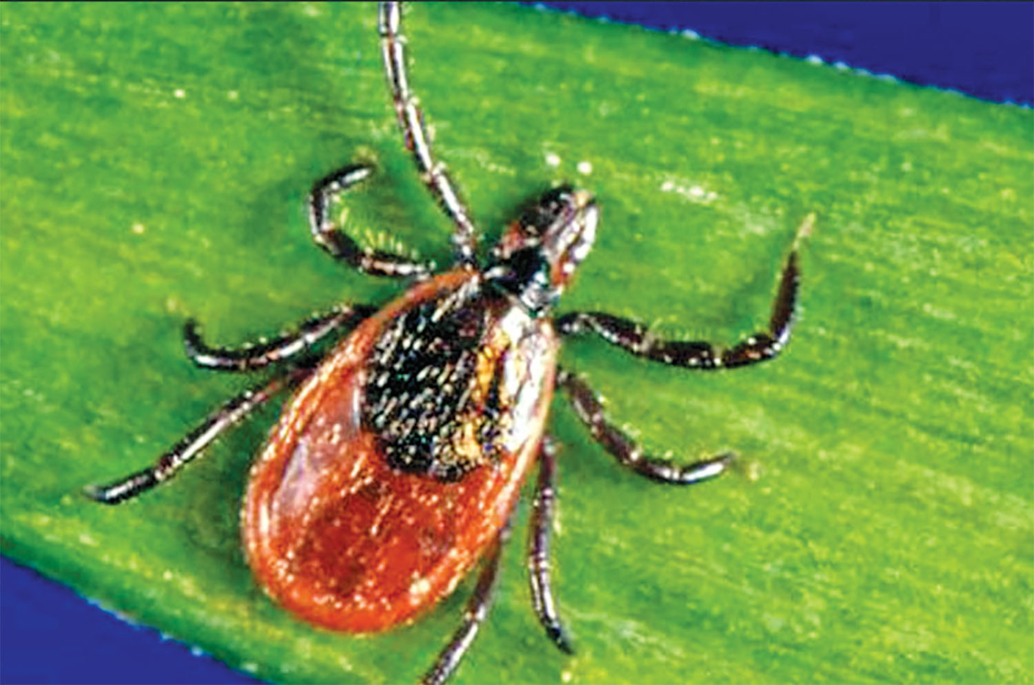 A small tick bite: Rising concerns and community protection | The Tribune